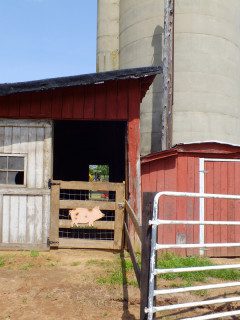 Explore Our Delights Farm Gallery At - Braehead Farm : Braehead Farm