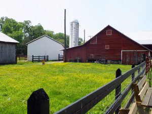 Explore Our Delights Farm Gallery At - Braehead Farm : Braehead Farm