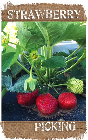 Spring at Braehead Farm! - Braehead Farm