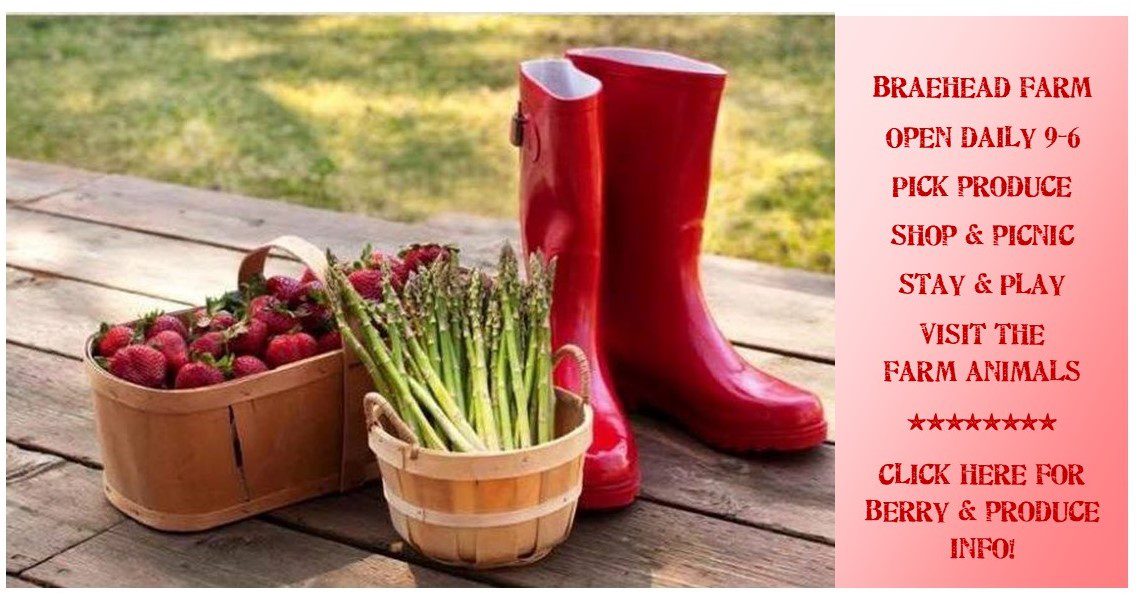 Farm Fun - Braehead Farm : Braehead Farm